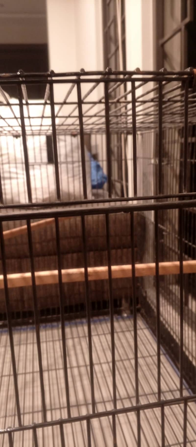 Iron cage - Hen Cages - 1110164981