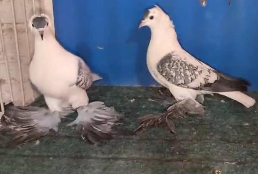 cherry swallow breeder pair available fancy birds peigon - Cages ...