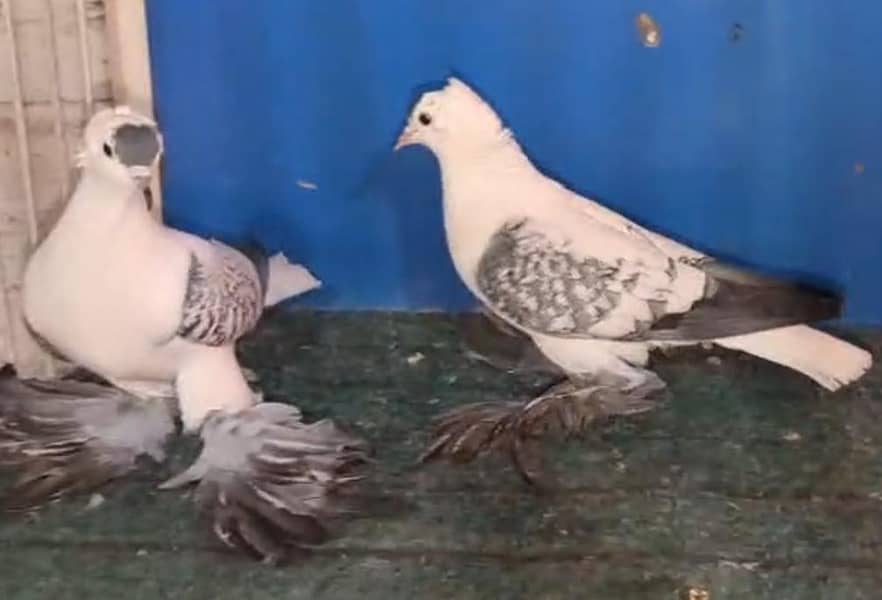 cherry swallow breeder pair available fancy birds peigon - Cages ...