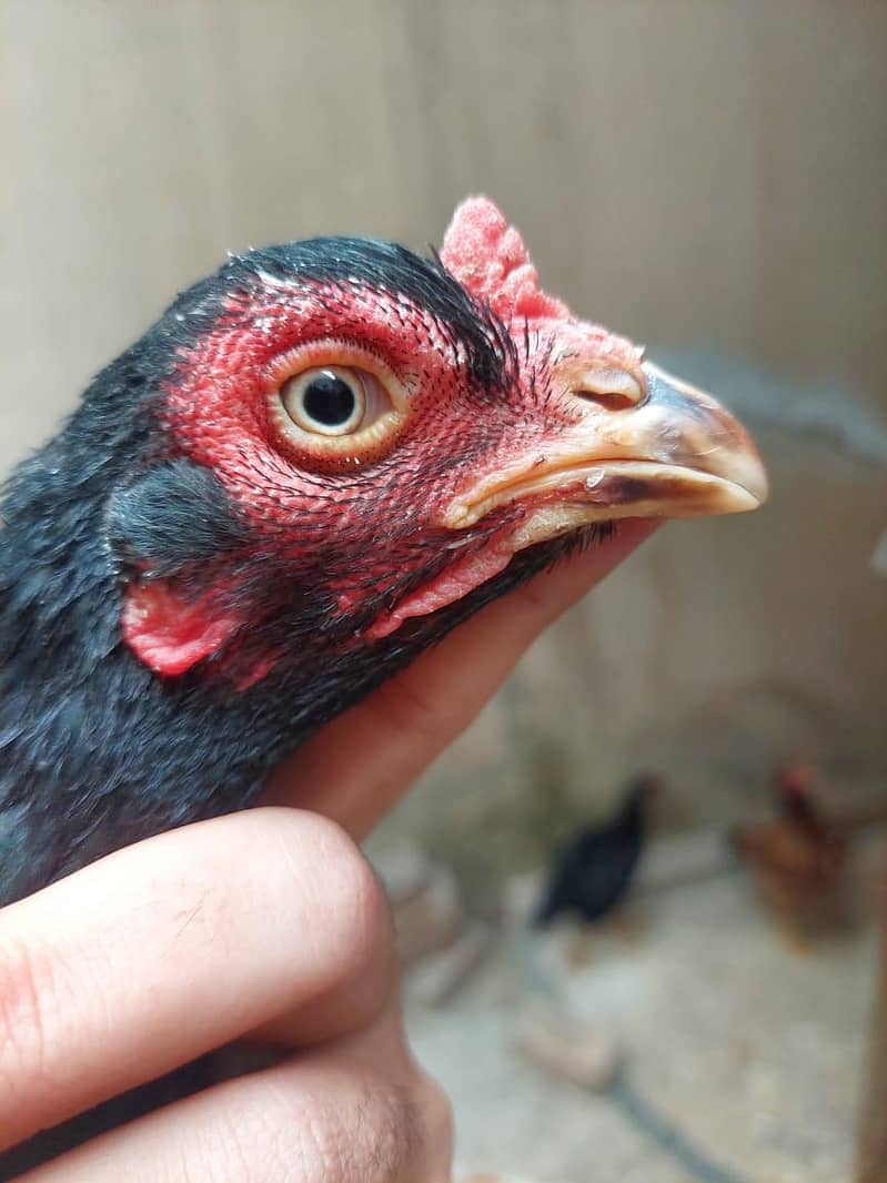 Pure old breed /Aseel pakistani madi/ - Hens - 1110168712