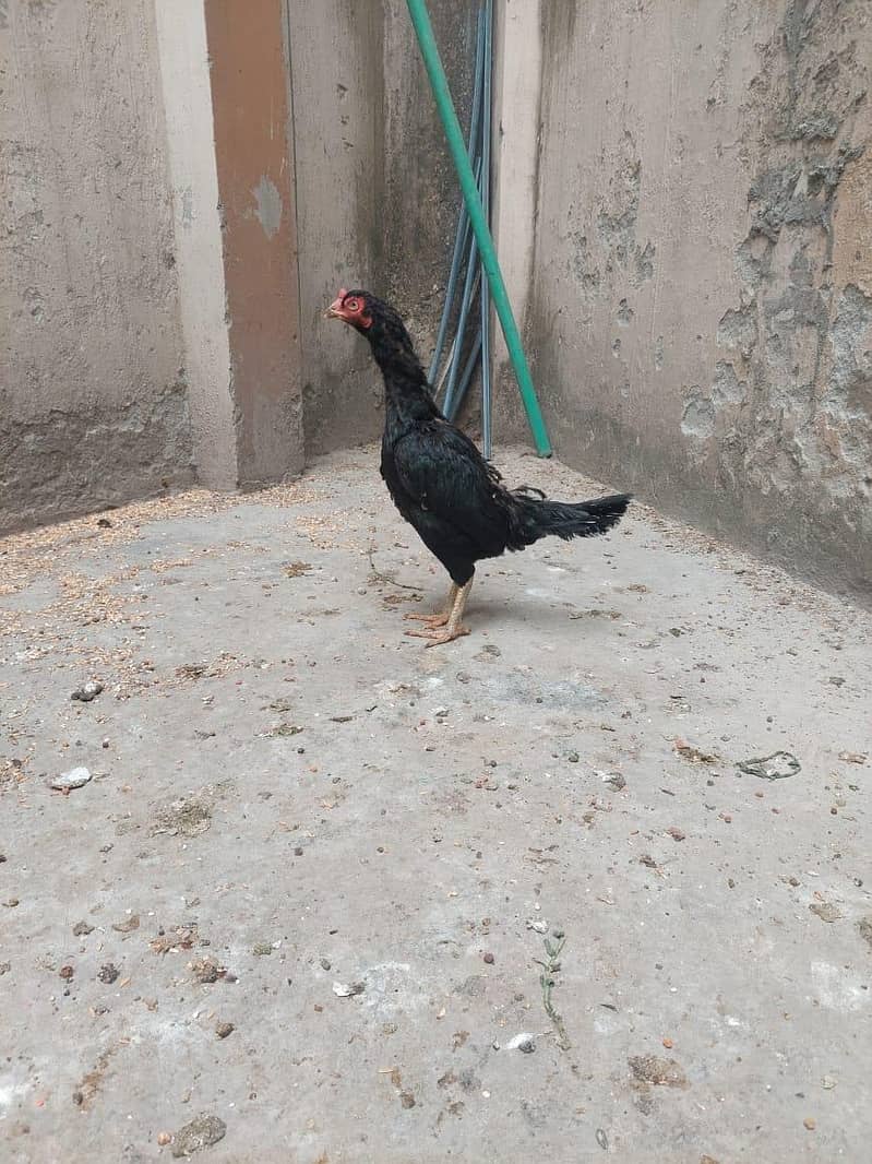 Pure old breed /Aseel pakistani madi/ - Hens - 1110168712