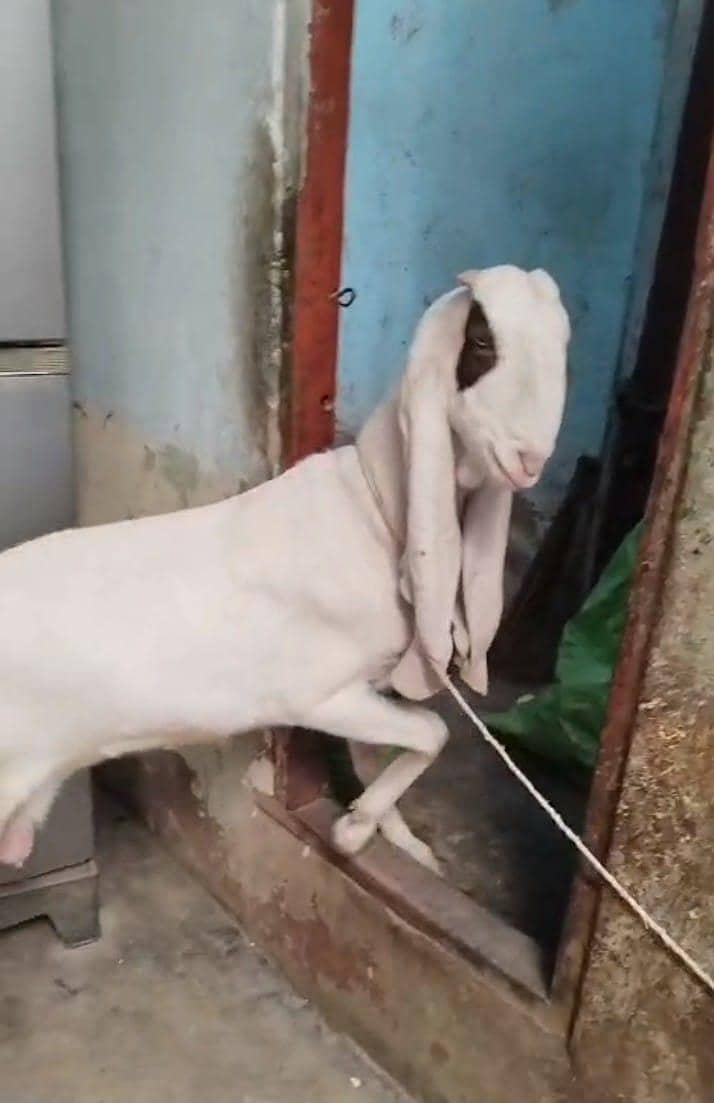 Gulabi bakre - Goats - 1110174570