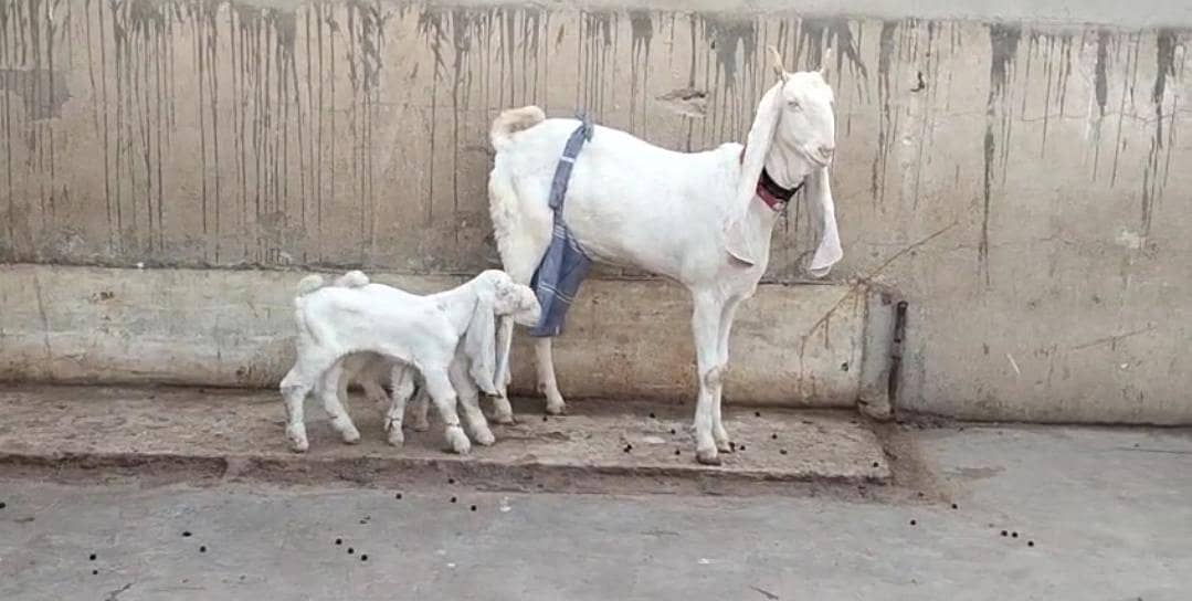 pure gulabi barkri hai - Goats - 1110175207