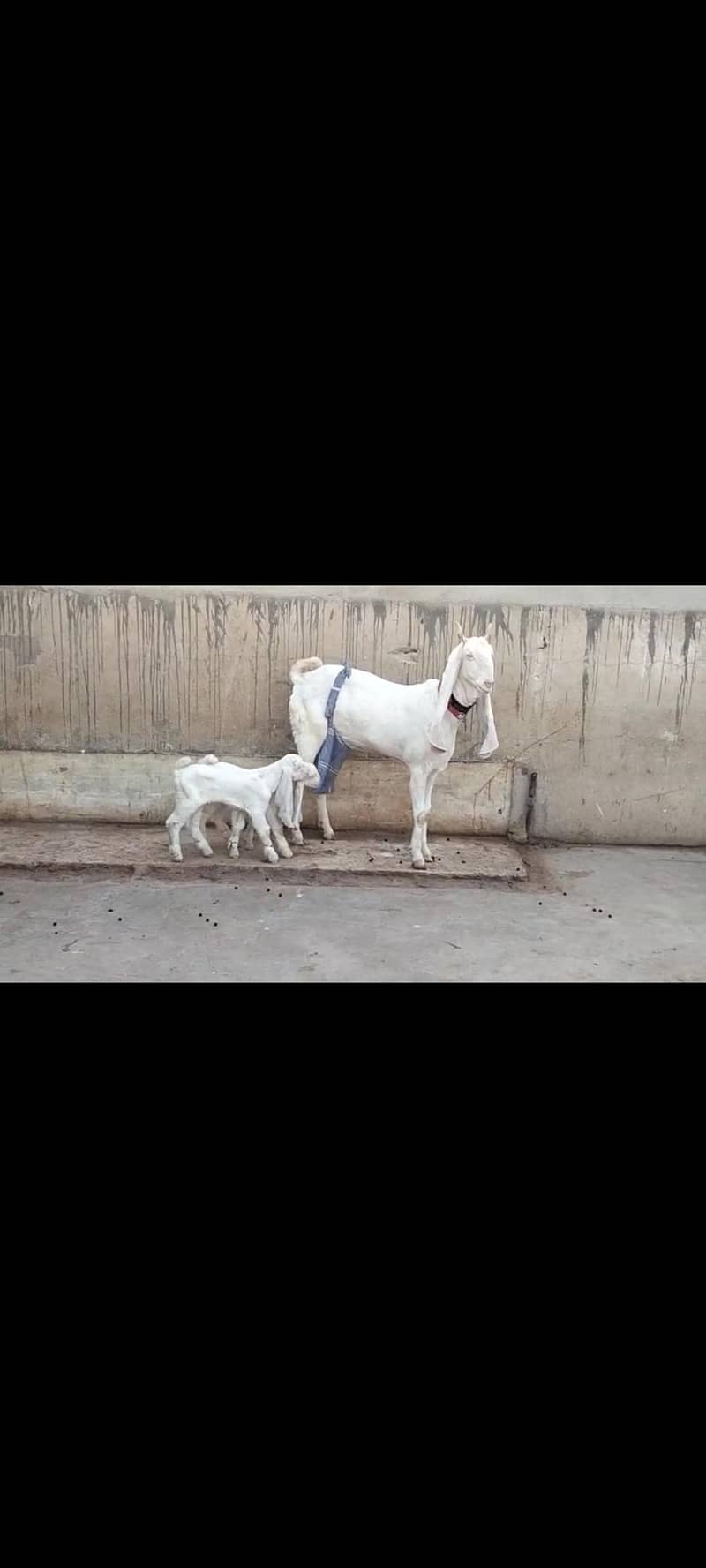pure gulabi barkri hai - Goats - 1110175207