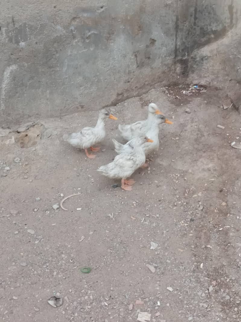 4 duck are available contact number 03702794087 - Ducks - 1110182565