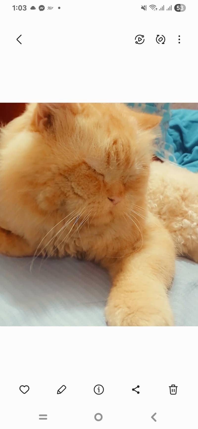 Orange ginger persian cat - Cats - 1110183241