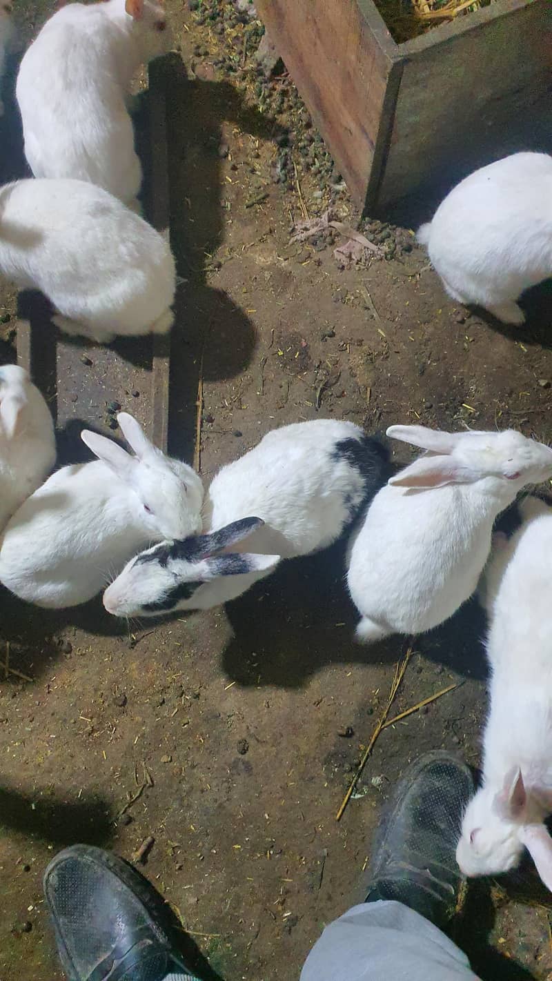 Red Eyes Rabita 8 female 2 male - Rabbits - 1110185758