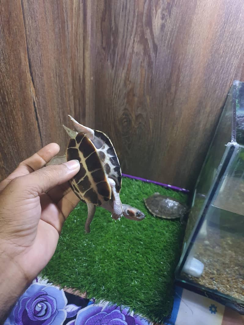 turtle for sale 2 pcs - Other Animals - 1110188942