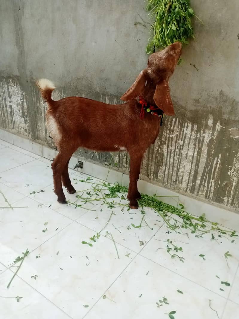bakra for sale - Goats - 1109102202
