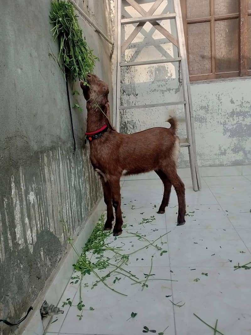 bakra for sale - Goats - 1109102202