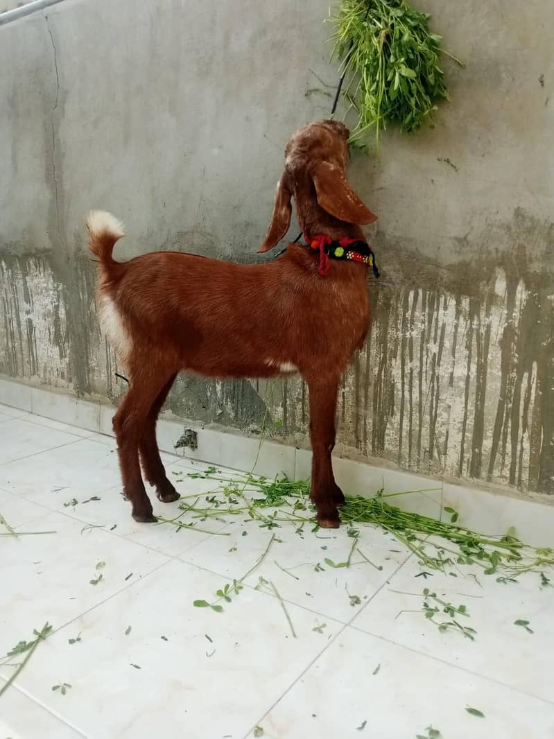 bakra for sale - Goats - 1109102202