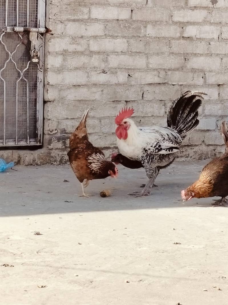 golden misri female organic khuraak - Hens - 1110200166