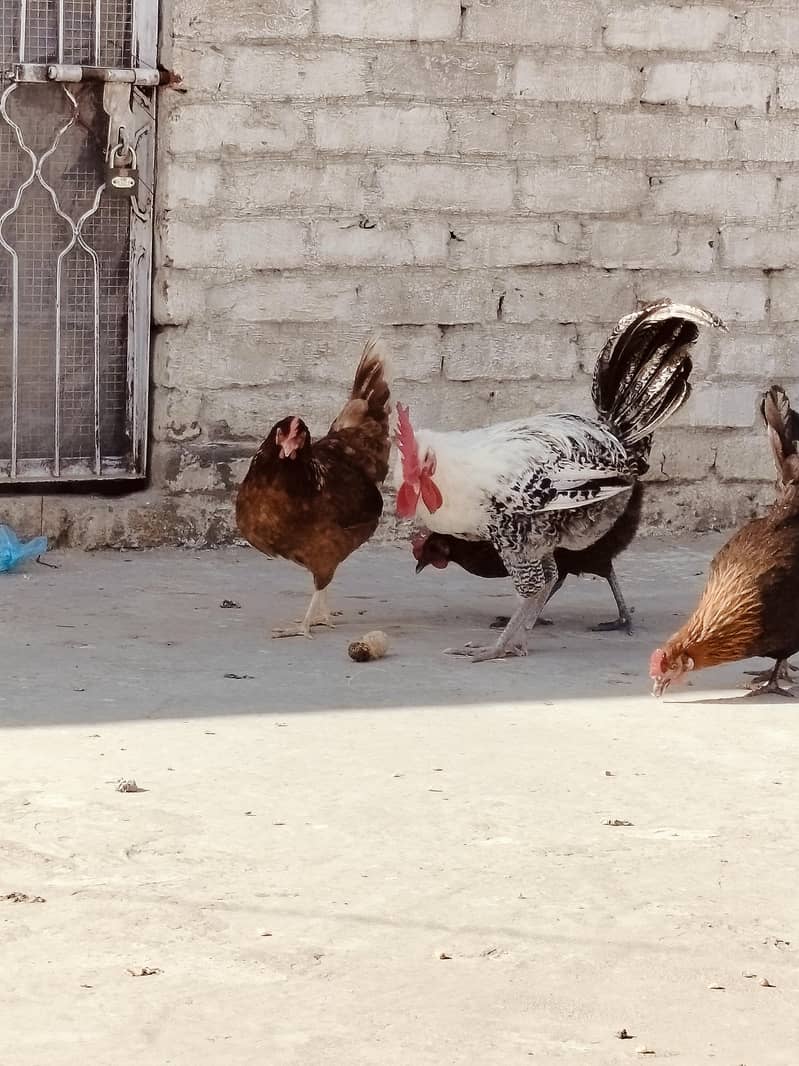 golden misri female organic khuraak - Hens - 1110200166