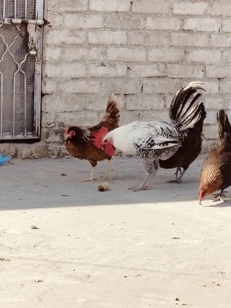 golden misri female organic khuraak - Hens - 1110200166