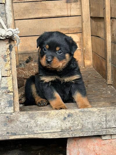 breeder berian Husky | odd eyes Husky female | double coated | breeder ...