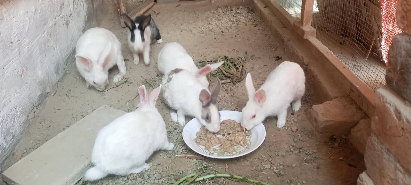 5 female rabbits and 1 male rabbit - Rabbits - 1110218611