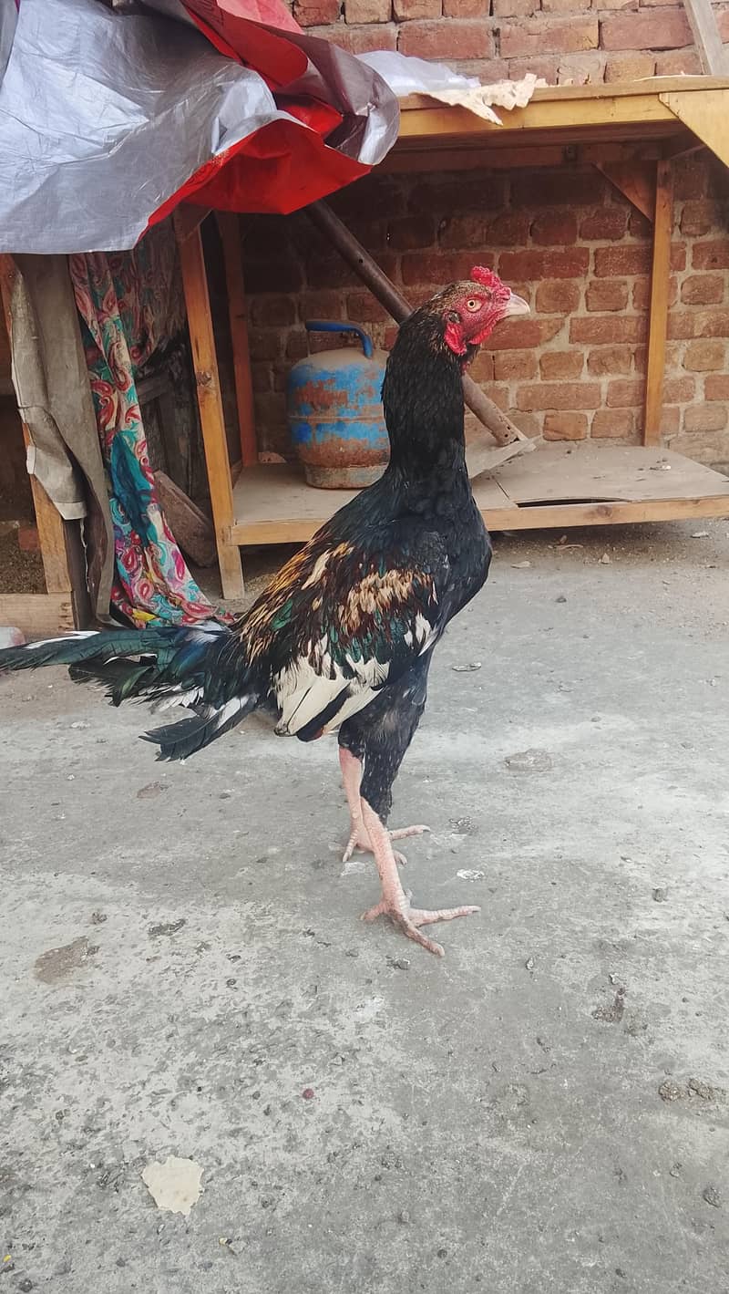 Pakistani java|Aseel patha|For sale|5000 final fix - Hens - 1110218731