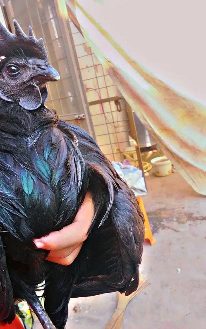 TOP QUALITY AYAM CEMANI MALE AVAILABLE ONLY SERIOUS BUYERS CONTACT US ...
