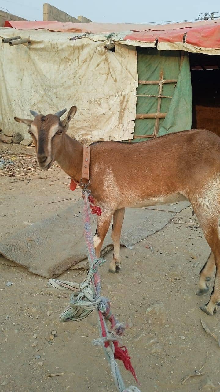 TEDDY GOATS - Goats - 1110229059