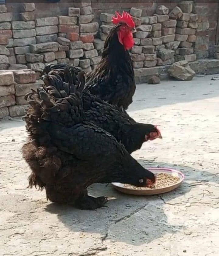 Black heavy buff, White heavy Frizzle - Hens - 1110241543