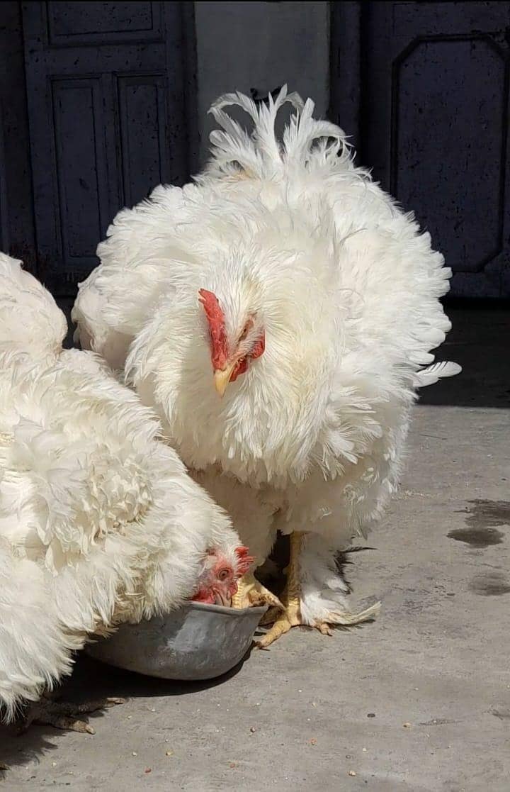 Black heavy buff, White heavy Frizzle - Hens - 1110241543