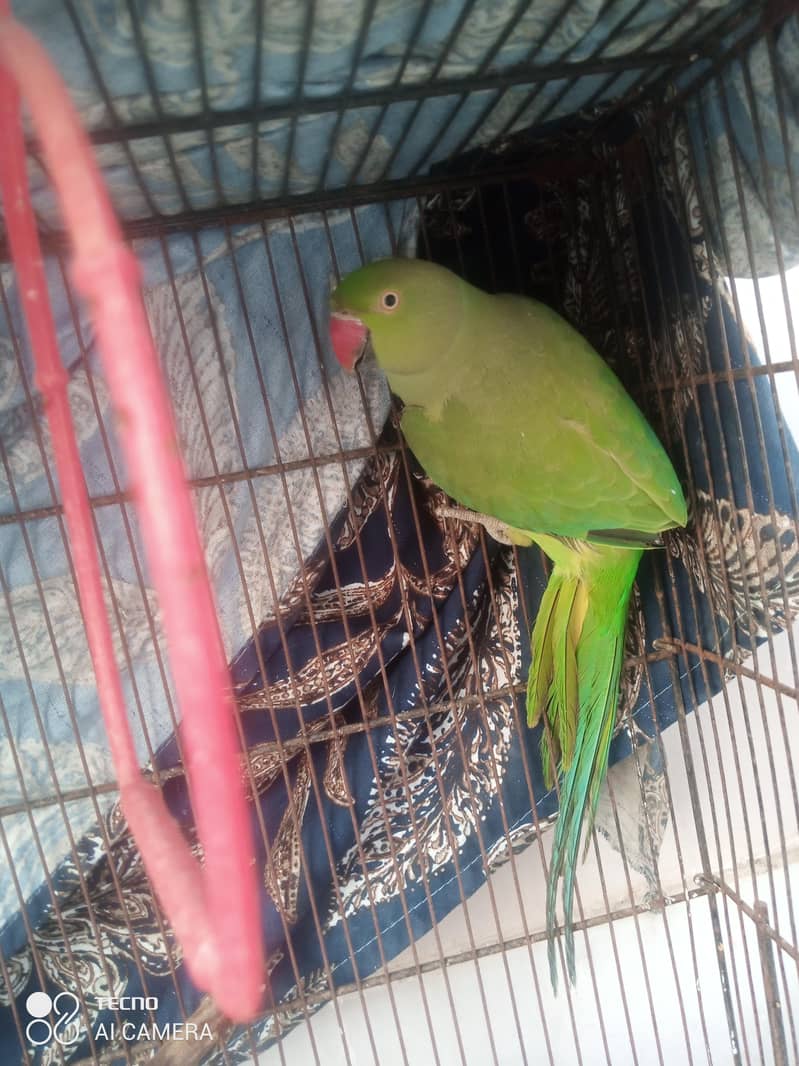 green ring neck with cage - Parrots - 1110243206