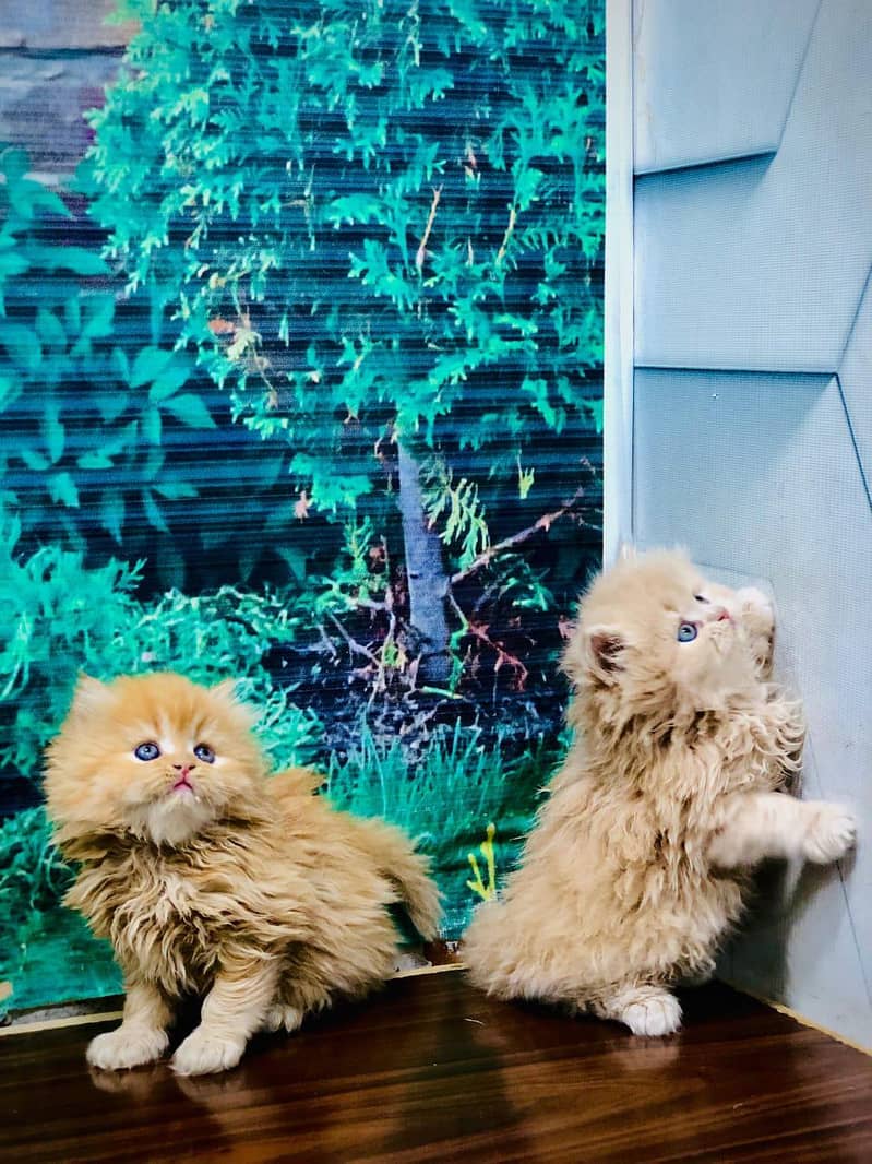 cash on delivery Persian punch face cat kitten - Cats - 1110244028