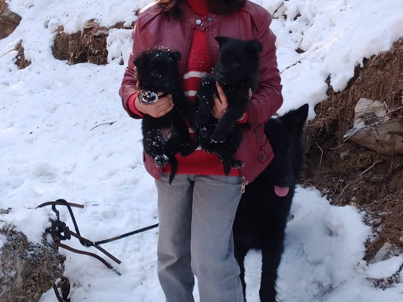 German shephered puppies|Dogs|imported blood line |German Shepherd ...