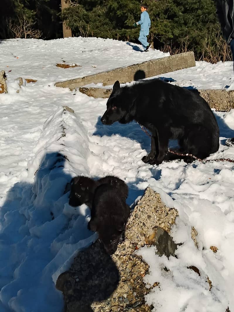 German shephered puppies|Dogs|imported blood line |German Shepherd ...