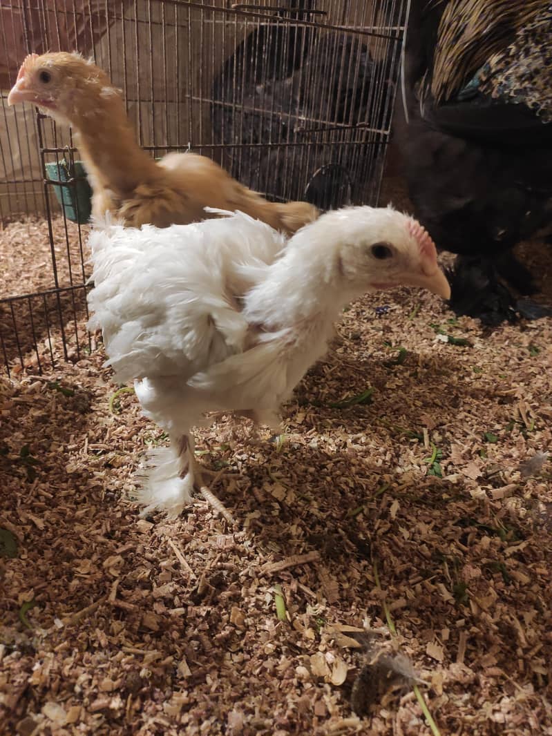 Golden Buff/White Buff chicks - Hens - 1110245517