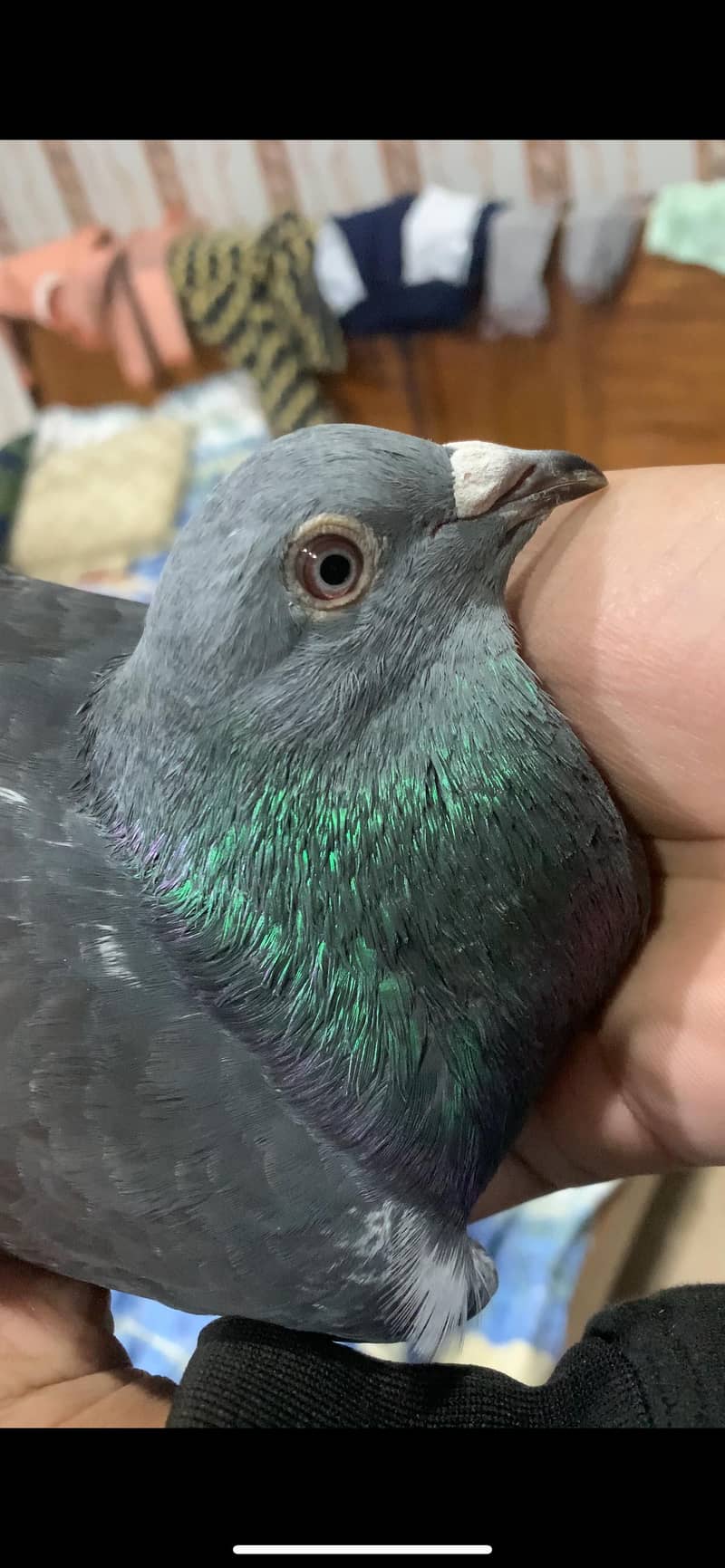 Jan Arden silver eye male | Qasid kabooter | qasid pigeon - Pigeons ...