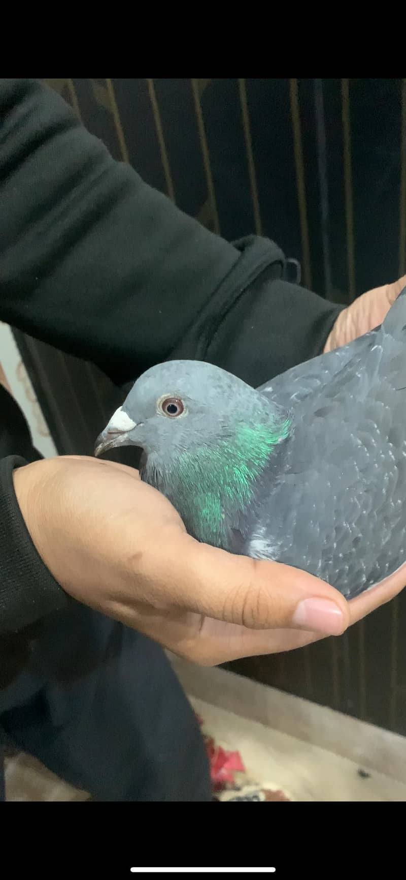 Jan Arden silver eye male | Qasid kabooter | qasid pigeon - Pigeons ...