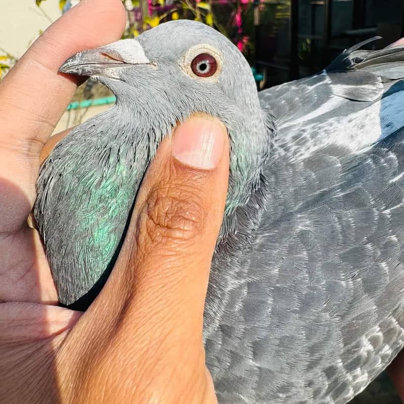 Jan Arden silver eye male | Qasid kabooter | qasid pigeon - Pigeons ...