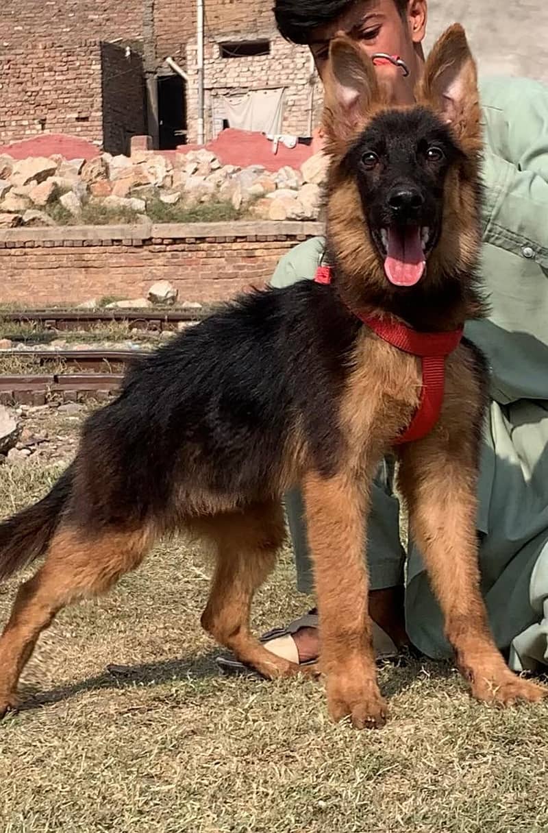 German shepherd pupies | single coat puppy | GSD | puppy for sale ...