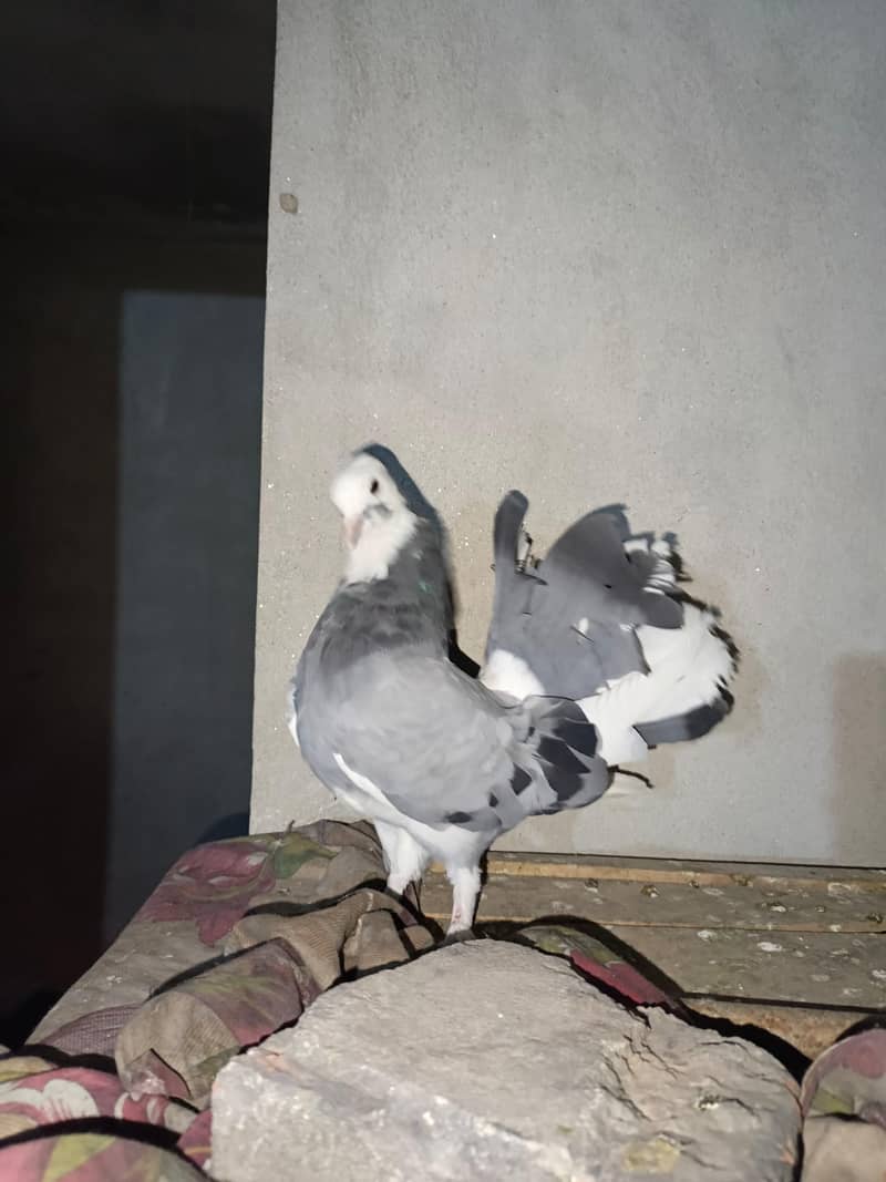 Fancy Lucky Pegions Indian Fantal - Pigeons - 1110254951