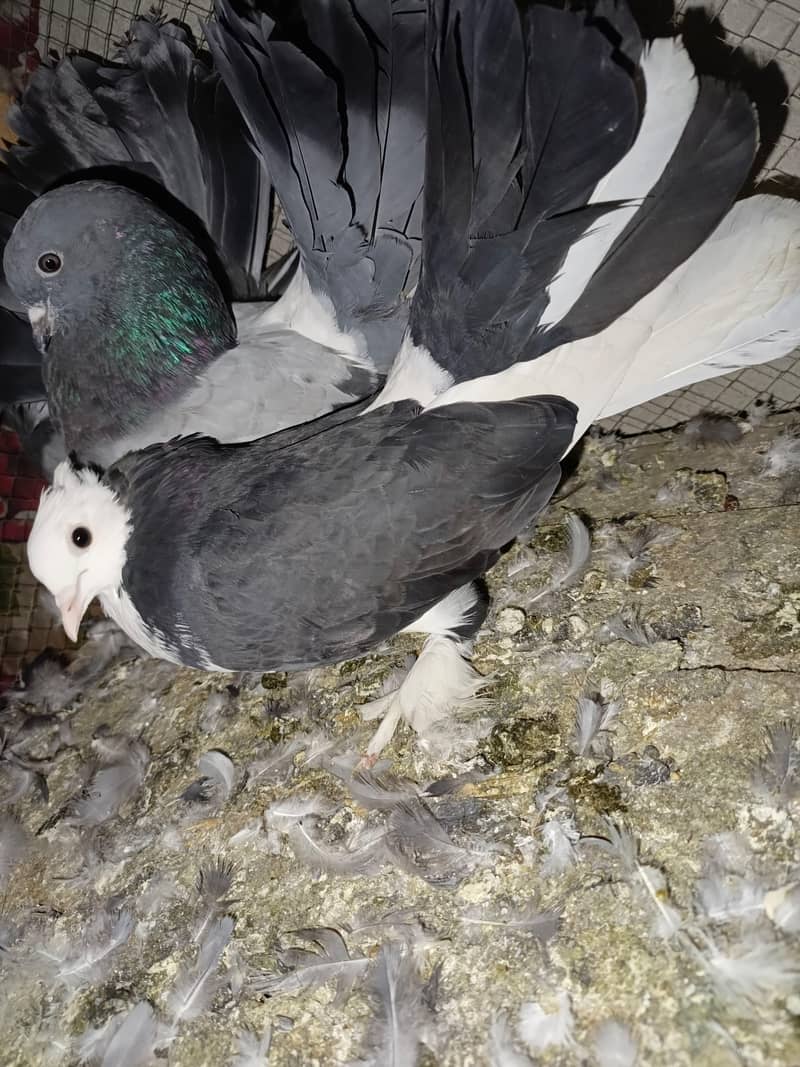 Fancy Lucky Pegions Indian Fantal - Pigeons - 1110254951