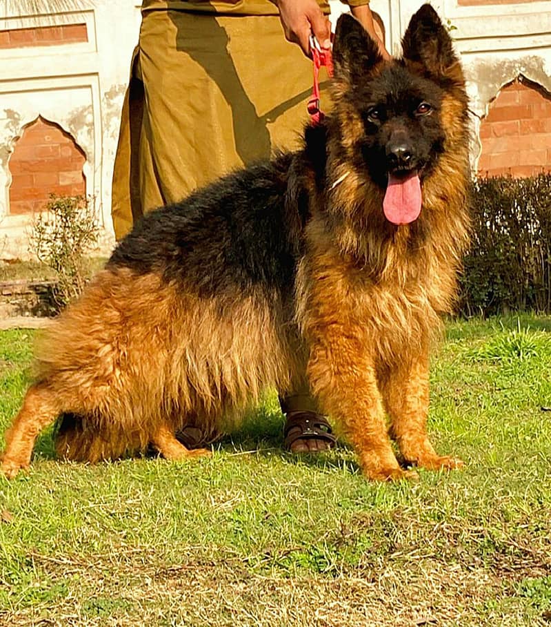 proper long coat German Shepherd female age 8 month - Dogs - 1109889745