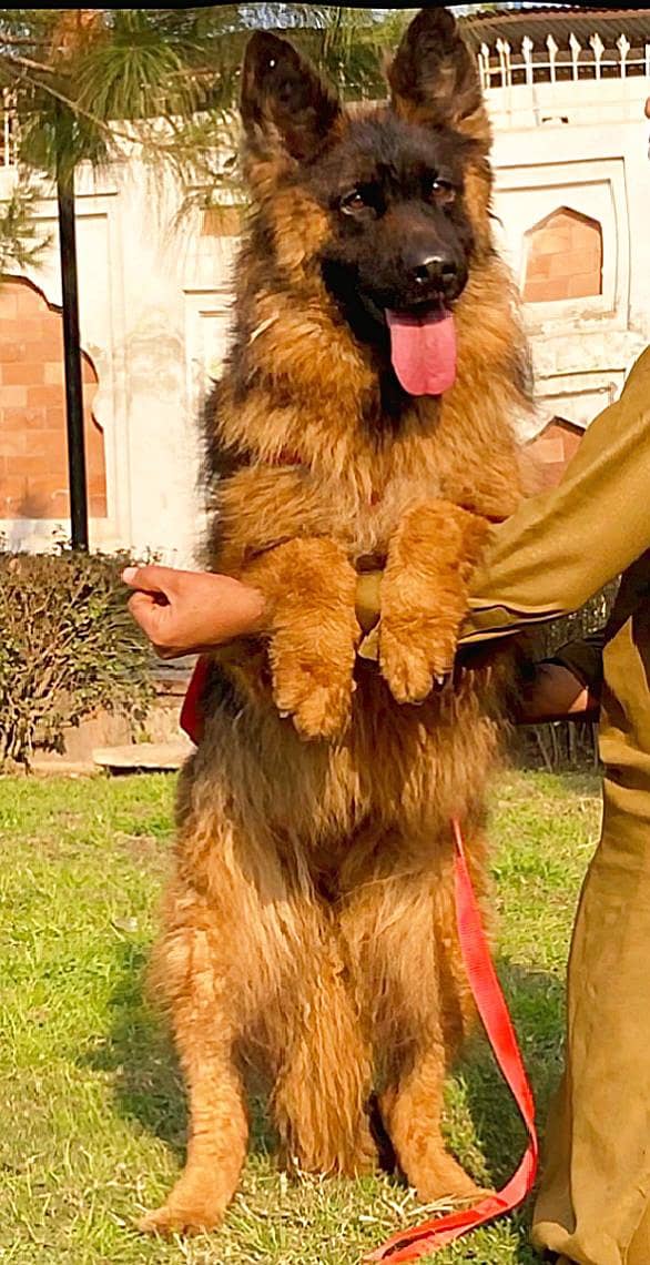 proper long coat German Shepherd female age 8 month - Dogs - 1109889745