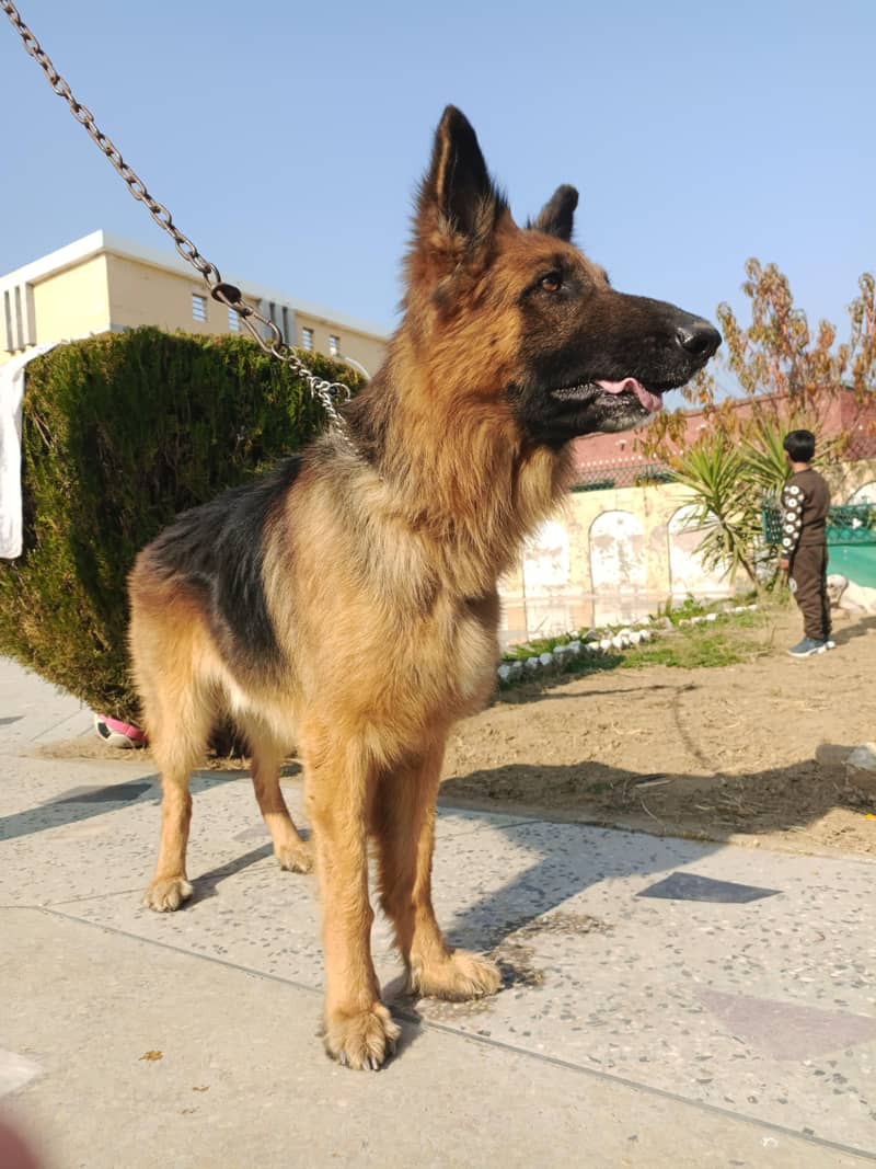 long coat german shephered - Dogs - 1110261262