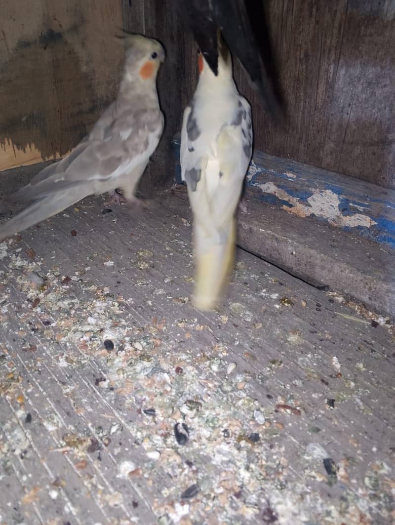 cocktail breeder female ha - Parrots - 1110233777