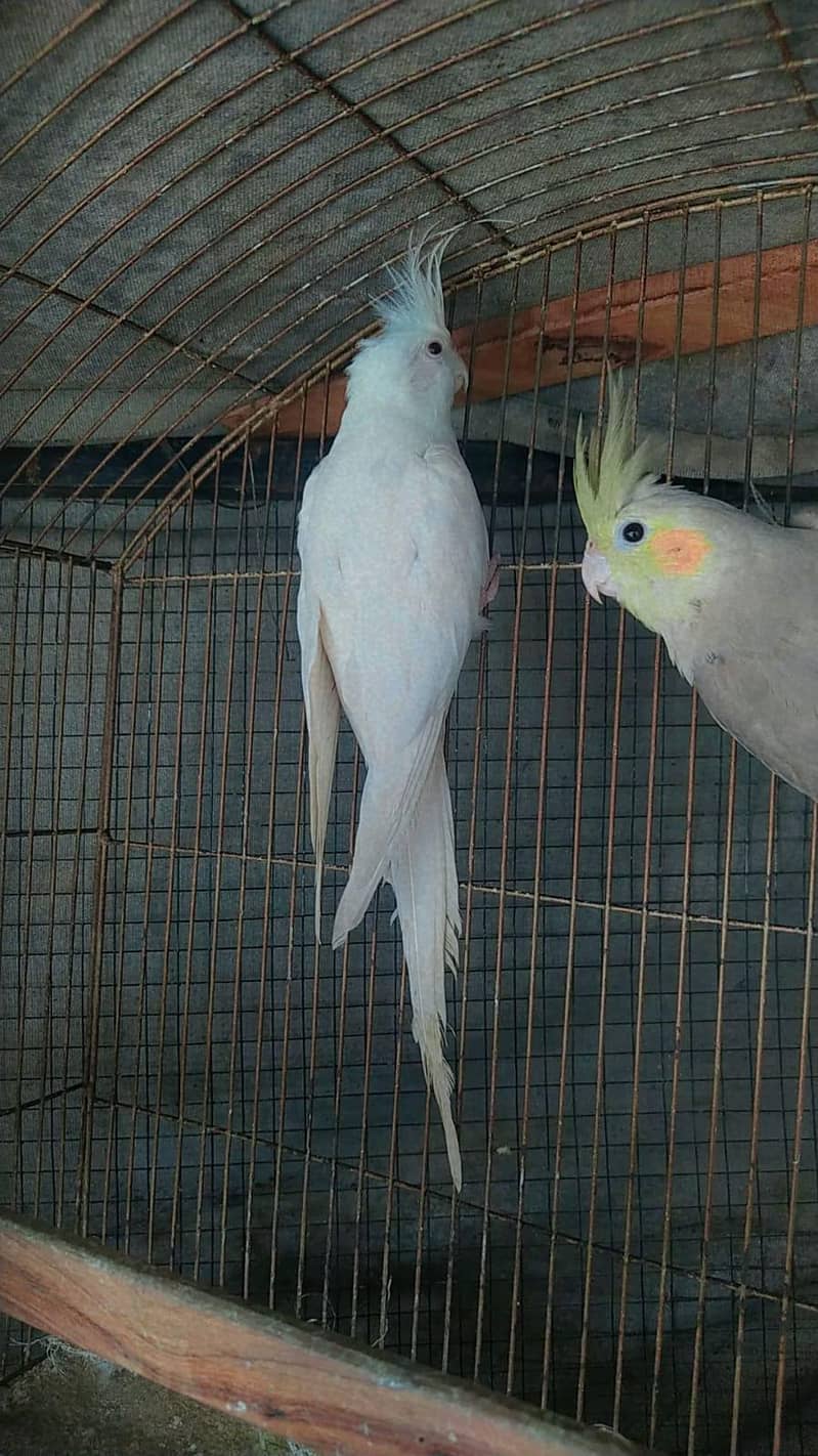 cocktail breeder female ha - Parrots - 1110233777