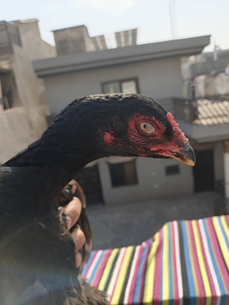 eskey sath ka male mar gya es lia yeh bhe sale kr rh ho - Hens - 1110262220