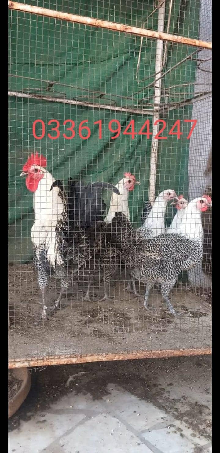 Top Quality Fayoumi Eggs avlble Fresh & fertile 100% - Fertile Eggs ...