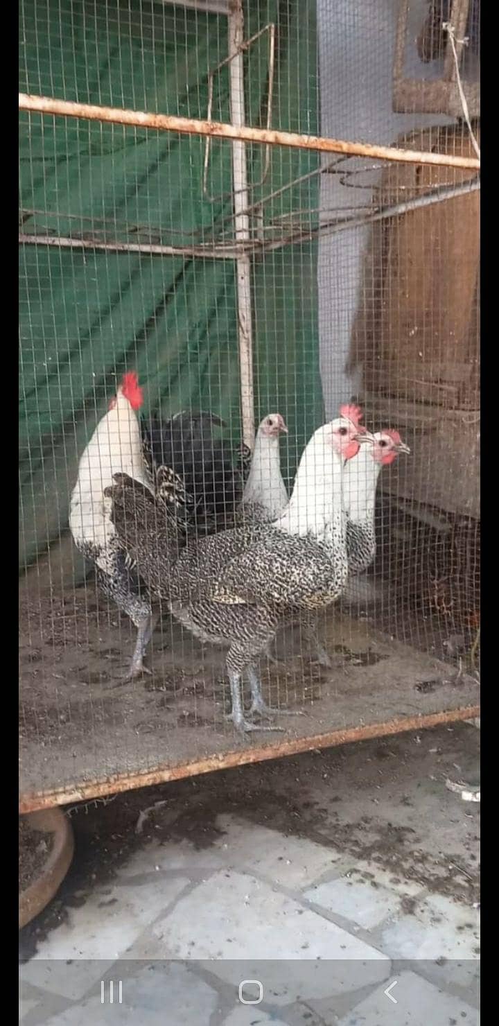 Top Quality Fayoumi Eggs avlble Fresh & fertile 100% - Fertile Eggs ...