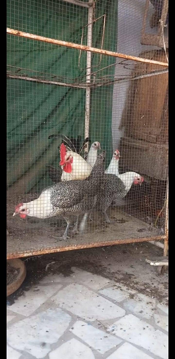 Top Quality Fayoumi Eggs avlble Fresh & fertile 100% - Fertile Eggs ...