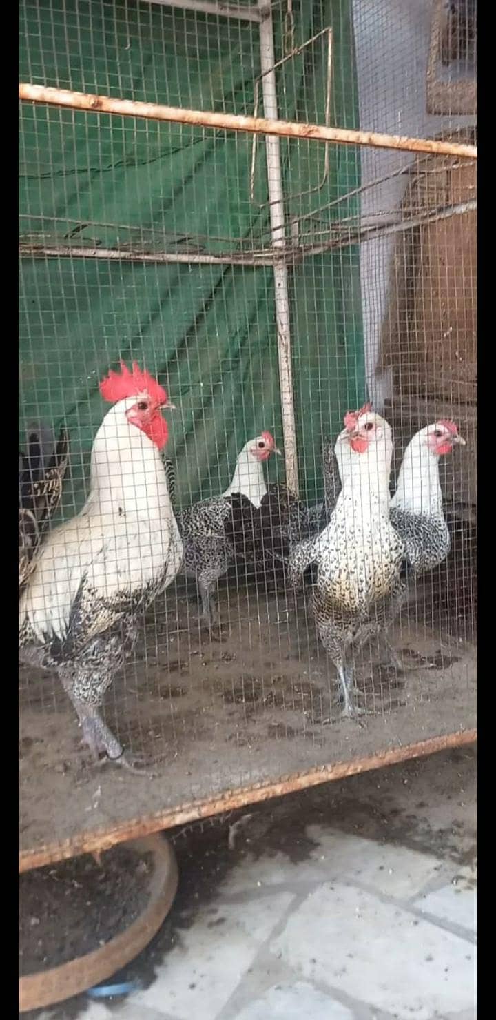 Top Quality Fayoumi Eggs avlble Fresh & fertile 100% - Fertile Eggs ...