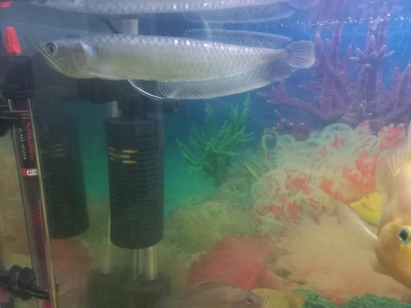 Silver Arowana - 10-12 inch - Fish - 1110263161