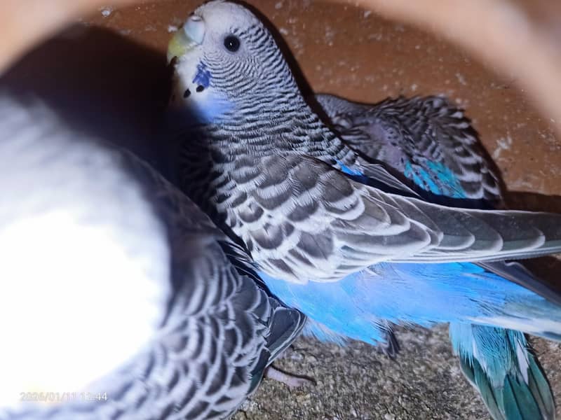 Australian Parrots Full Colony for Sale - Parrots - 1110263961