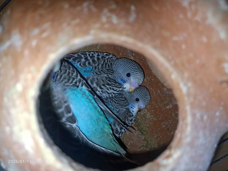 Australian Parrots Full Colony for Sale - Parrots - 1110263961