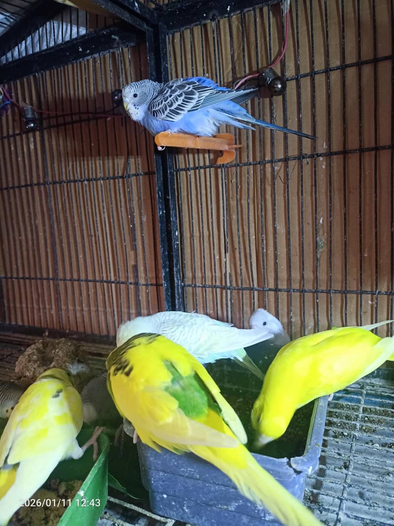 Australian Parrots Full Colony for Sale - Parrots - 1110263961